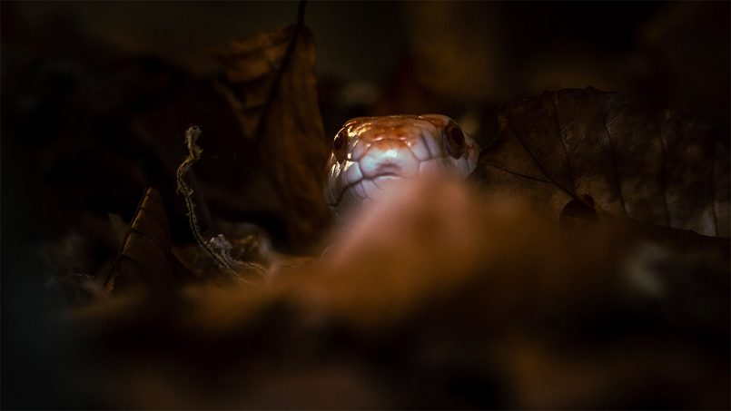 Reptiles: Fascinating Photos by Ben Simon Rehn | Daily design ...