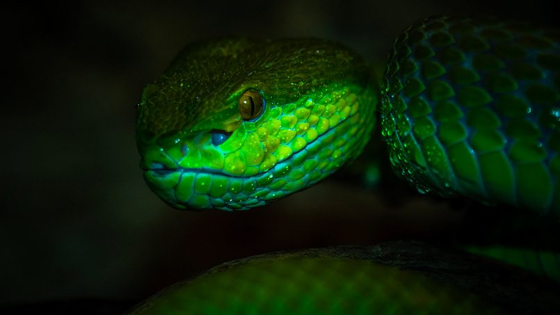 Reptiles: Fascinating Photos by Ben Simon Rehn | Daily design ...