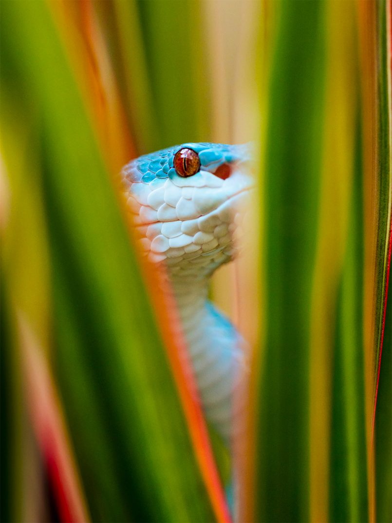 Reptiles: Fascinating Photos by Ben Simon Rehn | Daily design ...
