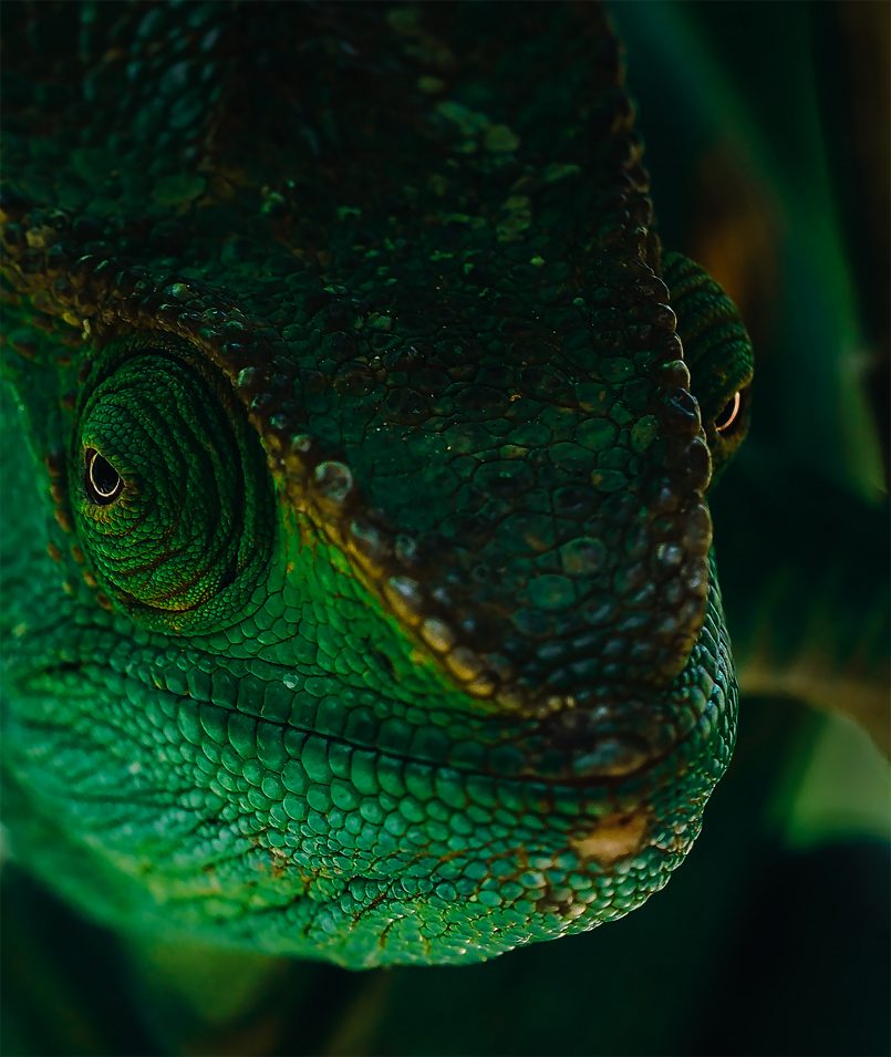 Reptiles: Fascinating Photos by Ben Simon Rehn | Daily design ...