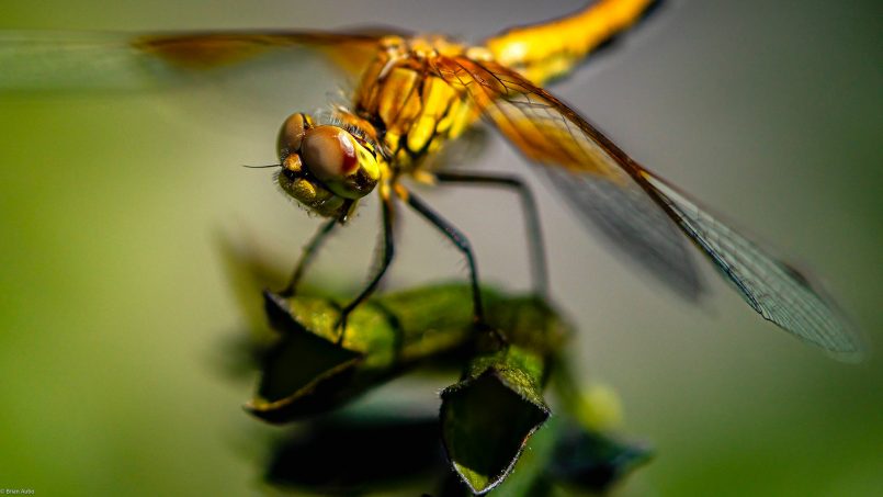 Striking Wildlife Photography by Brian Autio | Daily design inspiration ...