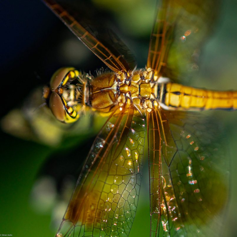 Striking Wildlife Photography by Brian Autio | Daily design inspiration ...