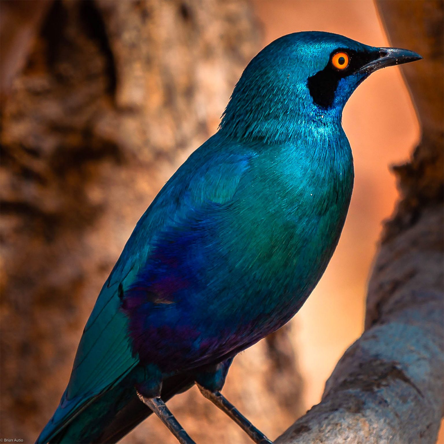 Striking Wildlife Photography by Brian Autio | Daily design inspiration ...