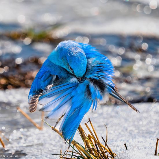 Striking Wildlife Photography by Brian Autio | Daily design inspiration ...