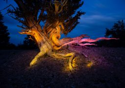 Street Fighter Illustrations by Michael Firman | Daily design ...