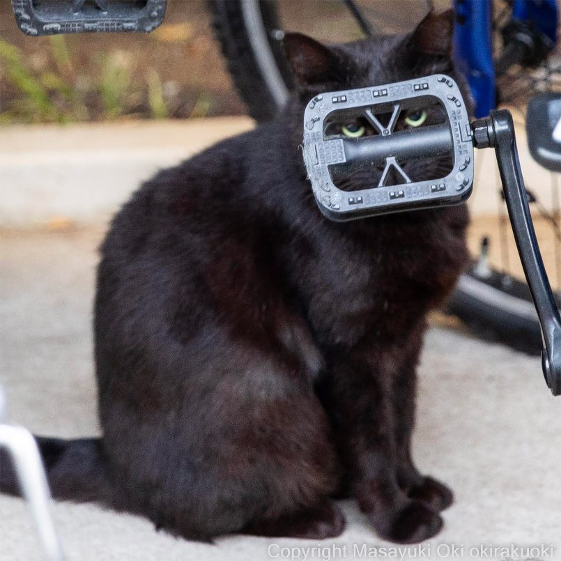 The Secret Life of Cats: Endearing Photos by Masayuki Oki | Daily design inspiration for ...