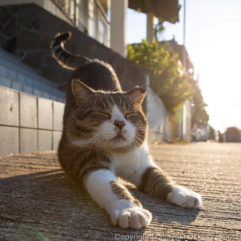The Secret Life of Cats: Endearing Photos by Masayuki Oki | Daily ...