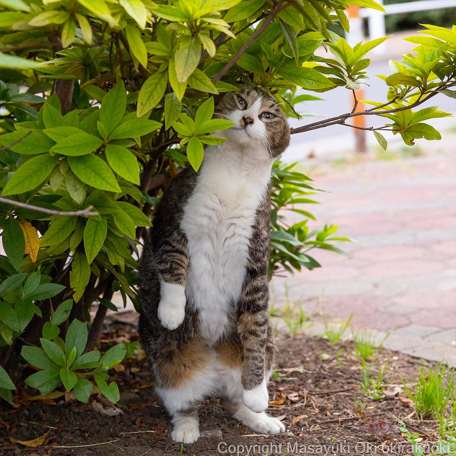 The Secret Life of Cats: Endearing Photos by Masayuki Oki | Daily ...