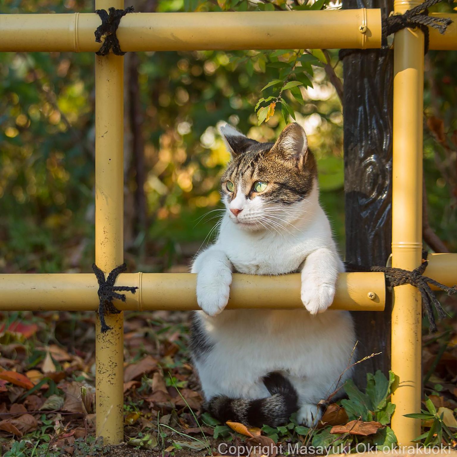The Secret Life of Cats: Endearing Photos by Masayuki Oki | Daily ...