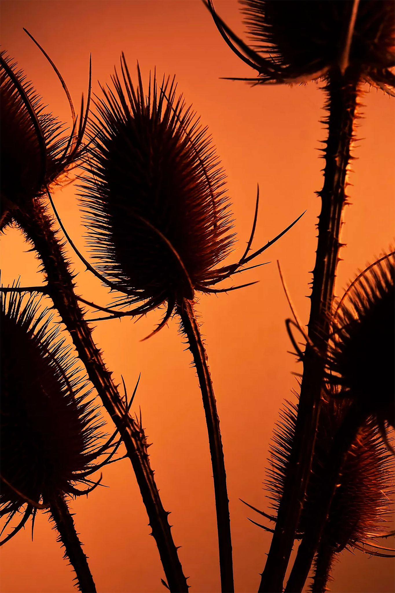 Deflowered: Photo Series by William Josephs Radford | Daily design ...