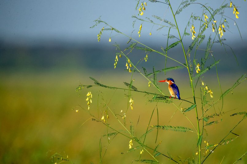 Green Season: Glorious Photos of African Wild Animals | Daily design ...