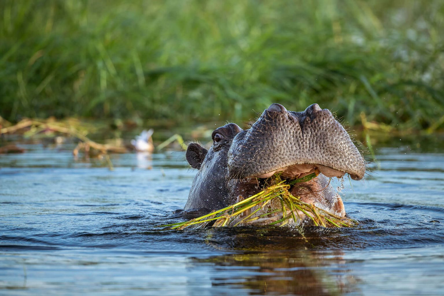 Green Season: Glorious Photos of African Wild Animals | Daily design ...
