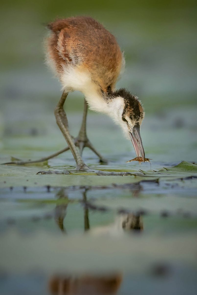 Green Season: Glorious Photos of African Wild Animals | Daily design ...