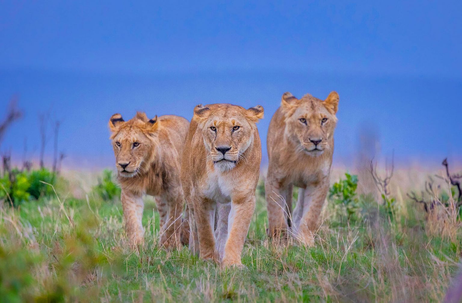 Green Season: Glorious Photos of African Wild Animals | Daily design ...