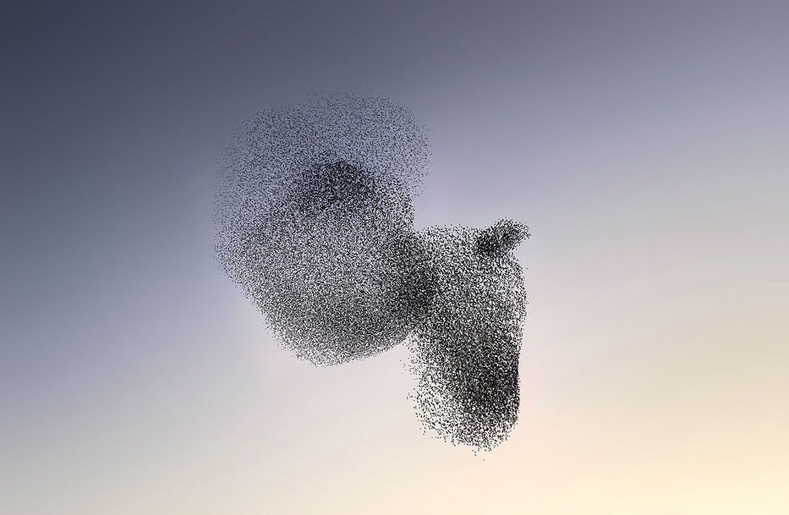 Bird Creatures: Starling Murmuration Photos by Claire Droppert | Daily ...