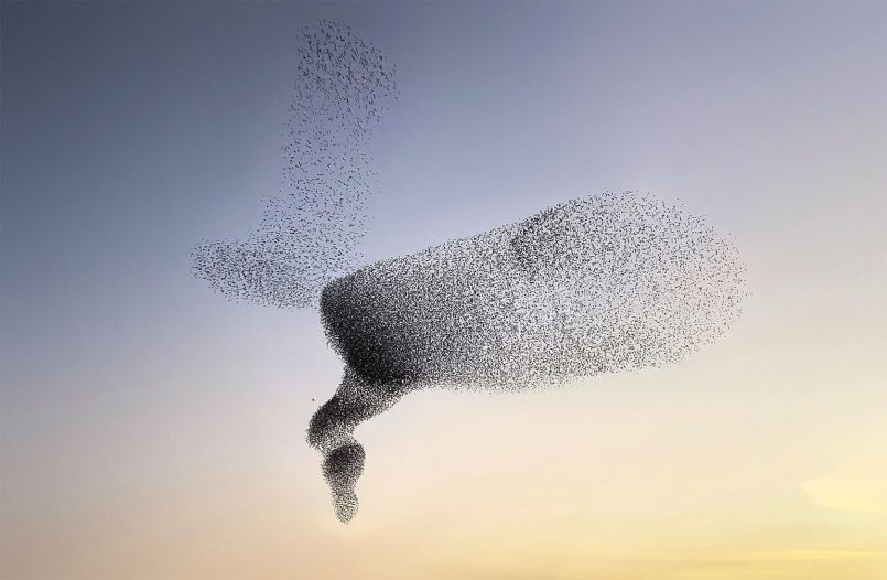 Bird Creatures: Starling Murmuration Photos by Claire Droppert | Daily ...