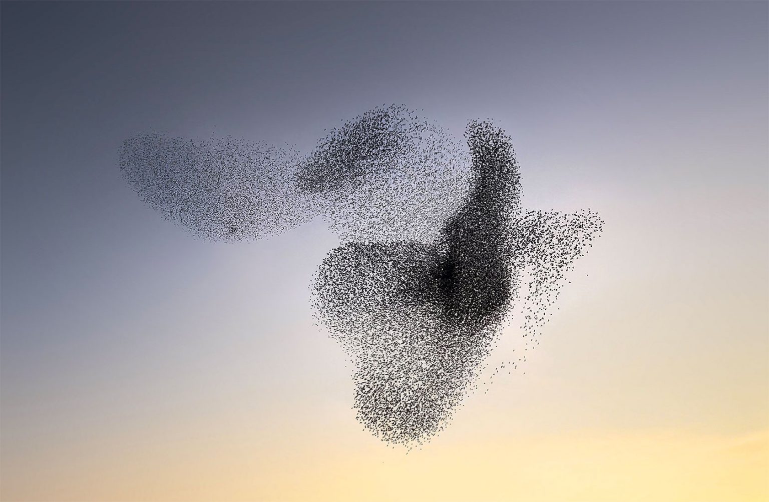 Bird Creatures: Starling Murmuration Photos by Claire Droppert | Daily ...