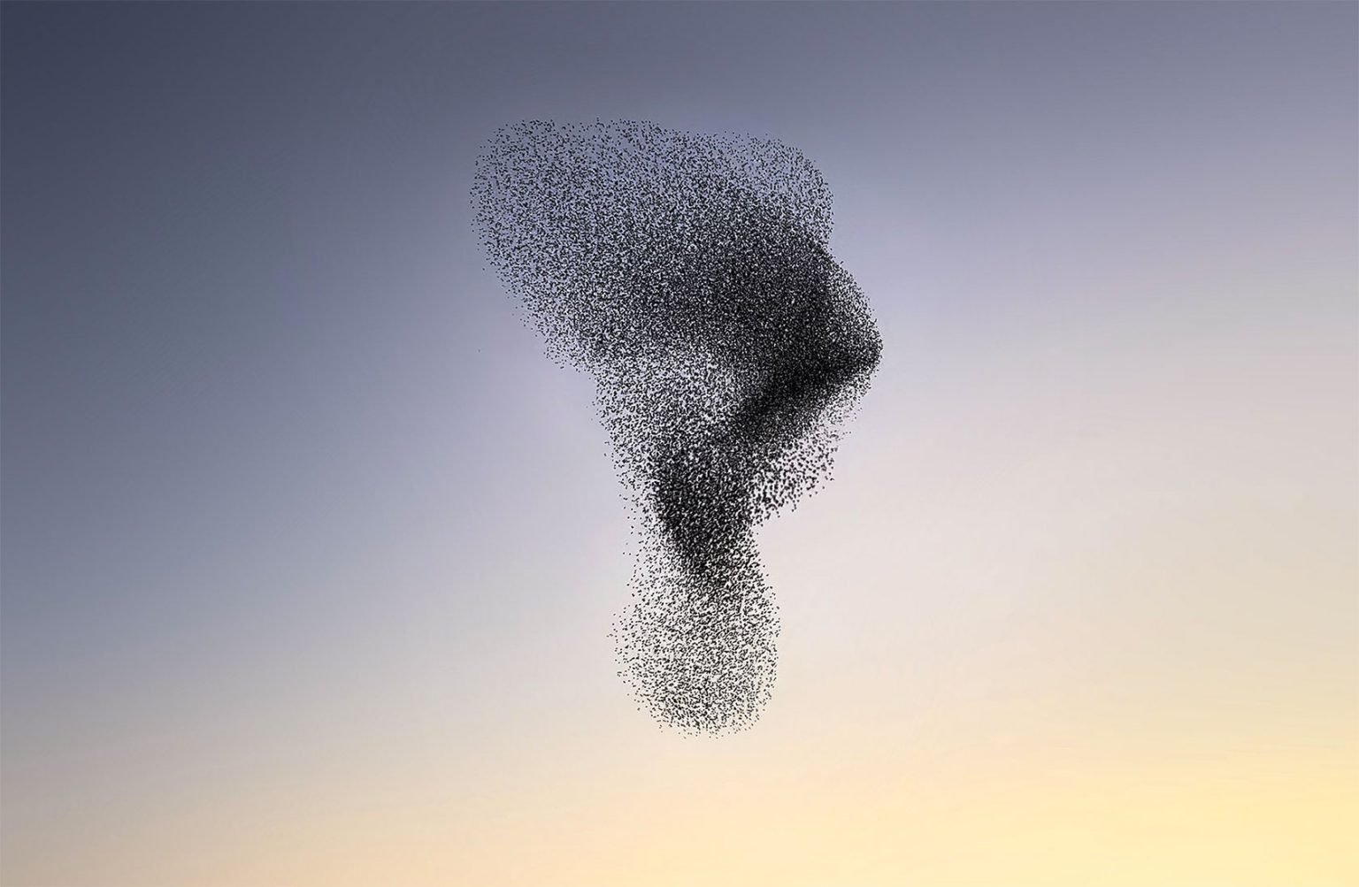 Bird Creatures: Starling Murmuration Photos by Claire Droppert | Daily ...