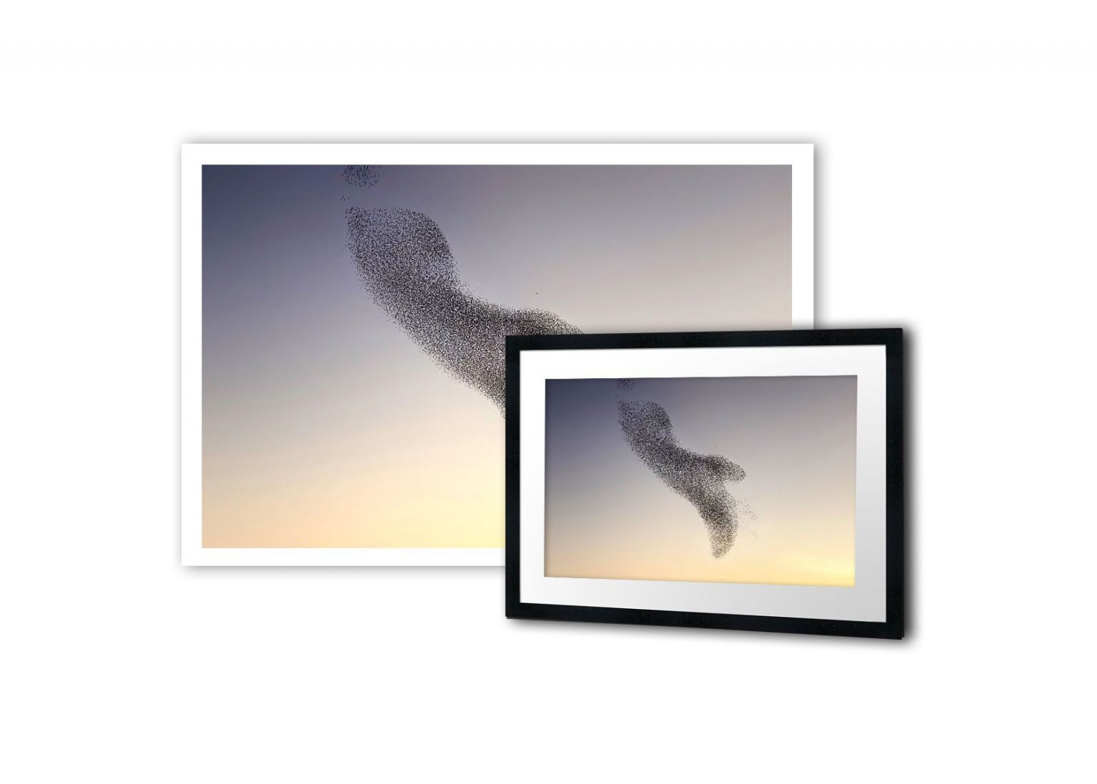 Bird Creatures: Starling Murmuration Photos by Claire Droppert | Daily ...