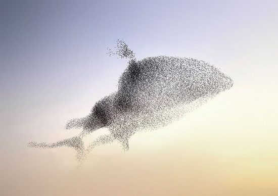 Bird Creatures: Starling Murmuration Photos by Claire Droppert | Daily ...