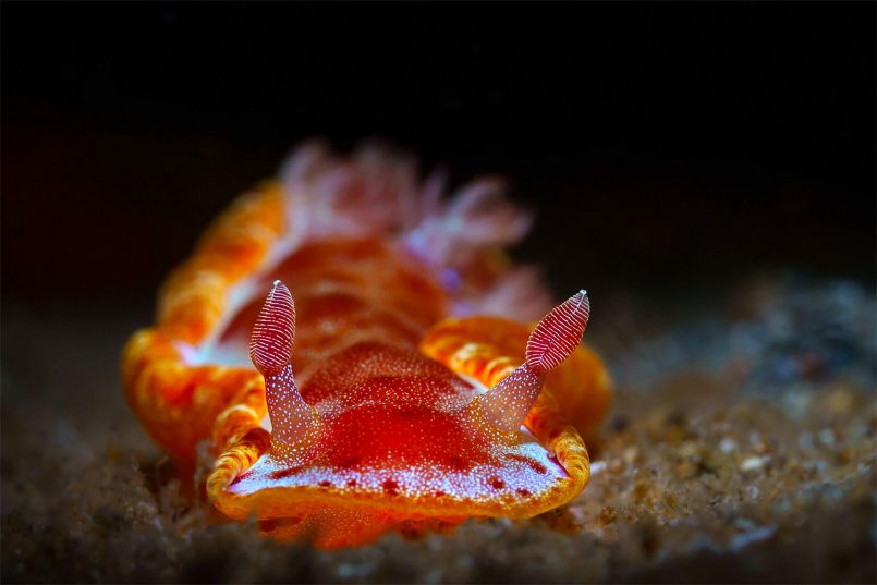 Nudibranchs: Fascinating Underwater Captures by Andrey Savin | Daily ...