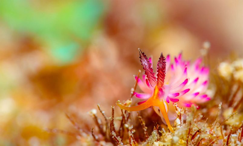Nudibranchs: Fascinating Underwater Captures by Andrey Savin | Daily ...