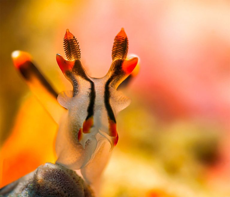 Nudibranchs: Fascinating Underwater Captures by Andrey Savin | Daily ...