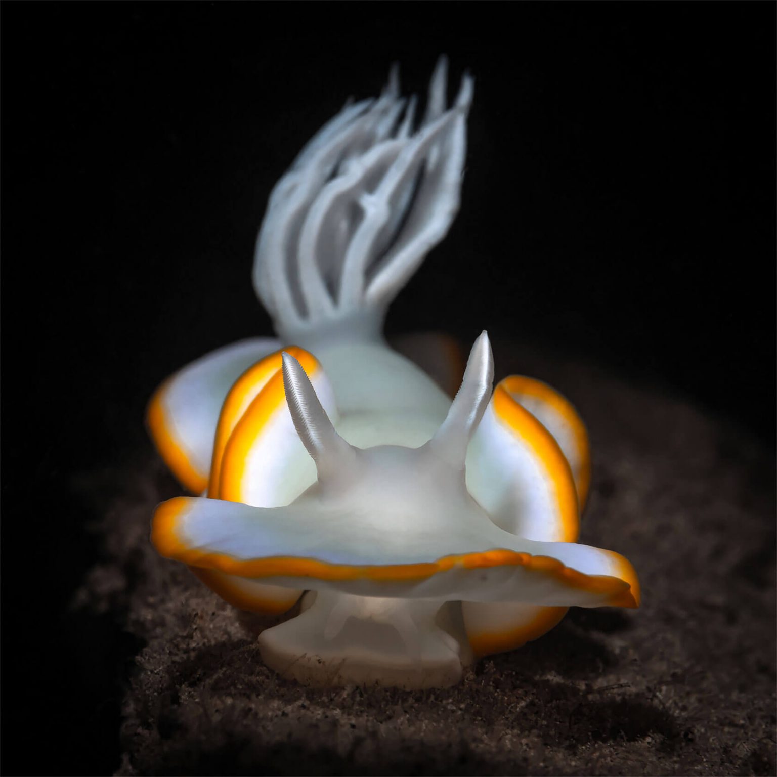 Nudibranchs: Fascinating Underwater Captures by Andrey Savin | Daily ...