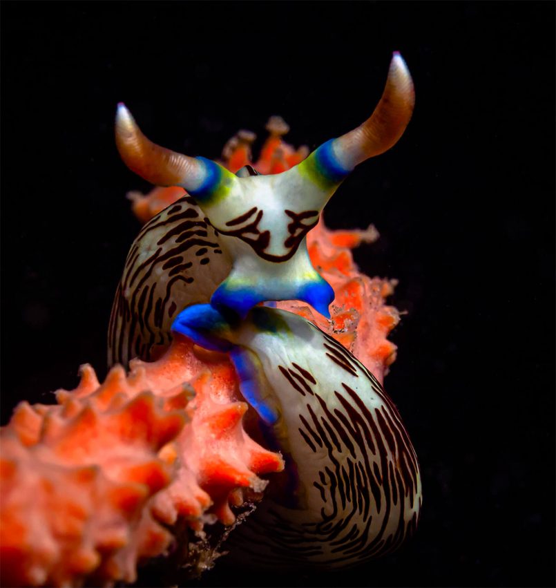 Nudibranchs: Fascinating Underwater Captures by Andrey Savin | Daily ...