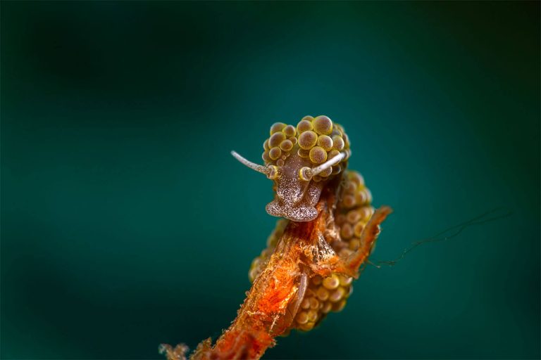Nudibranchs: Fascinating Underwater Captures by Andrey Savin | Daily ...