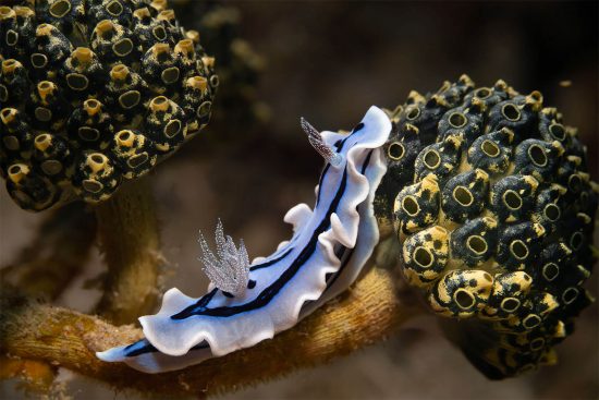 Nudibranchs: Fascinating Underwater Captures by Andrey Savin | Daily ...