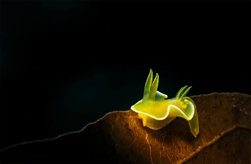 Nudibranchs: Fascinating Underwater Captures by Andrey Savin | Daily ...