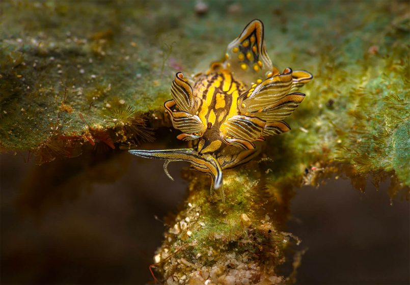 Nudibranchs: Fascinating Underwater Captures by Andrey Savin | Daily ...