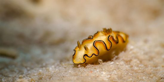 Nudibranchs: Fascinating Underwater Captures by Andrey Savin | Daily ...