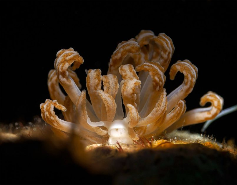 Nudibranchs: Fascinating Underwater Captures by Andrey Savin | Daily ...