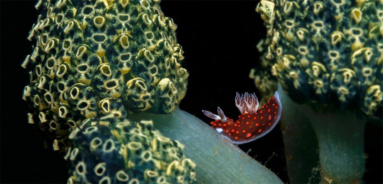 Nudibranchs: Fascinating Underwater Captures by Andrey Savin | Daily ...