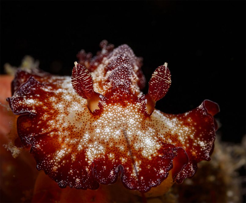 Nudibranchs: Fascinating Underwater Captures by Andrey Savin | Daily design inspiration for ...