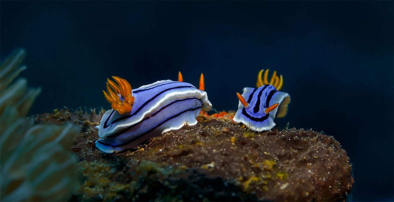 Nudibranchs: Fascinating Underwater Captures by Andrey Savin | Daily ...