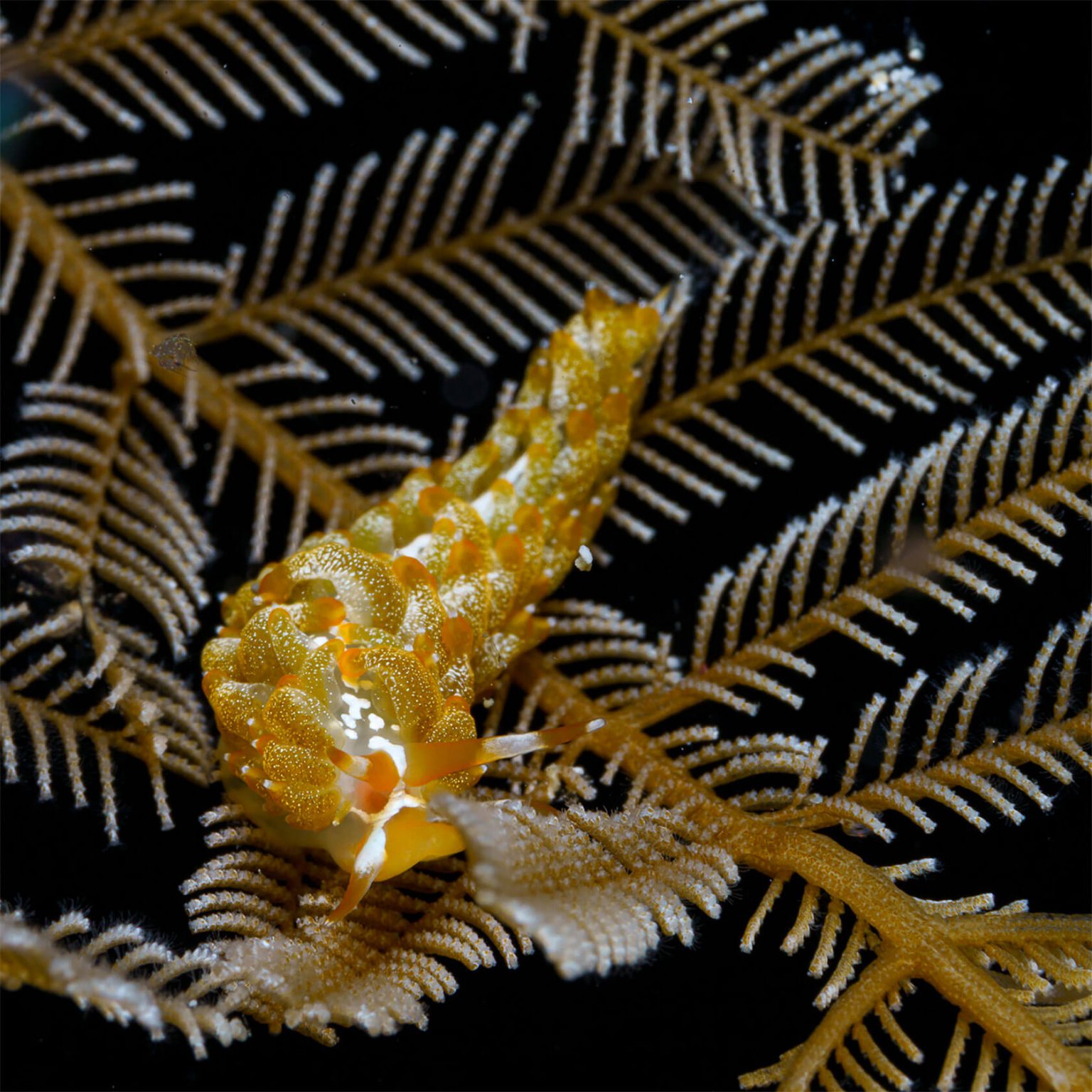 Nudibranchs: Fascinating Underwater Captures by Andrey Savin | Daily ...