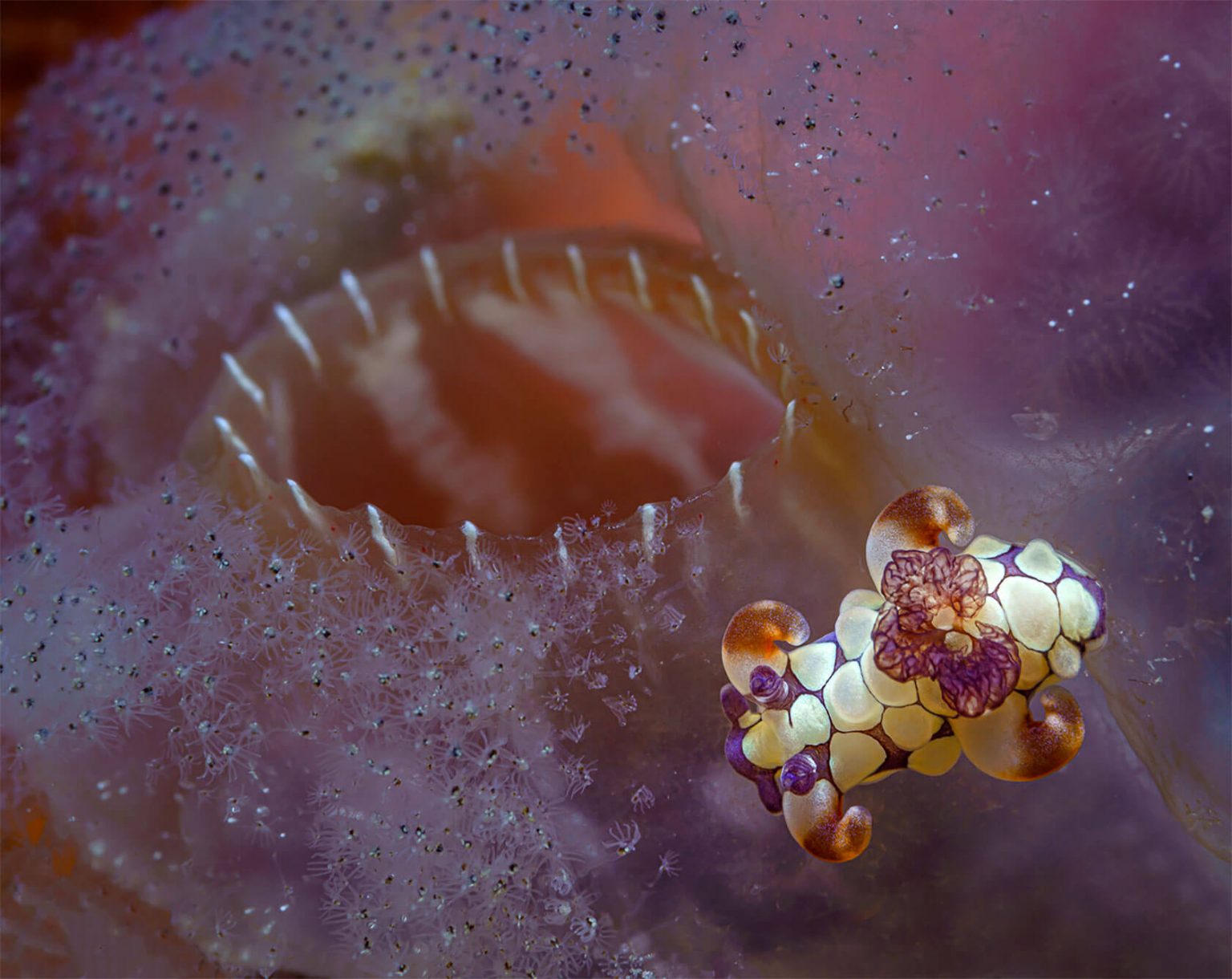 Nudibranchs: Fascinating Underwater Captures by Andrey Savin | Daily ...