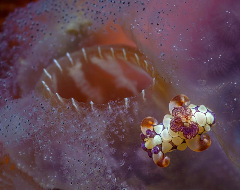 Nudibranchs: Fascinating Underwater Captures by Andrey Savin | Daily ...