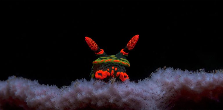 Nudibranchs: Fascinating Underwater Captures by Andrey Savin | Daily ...