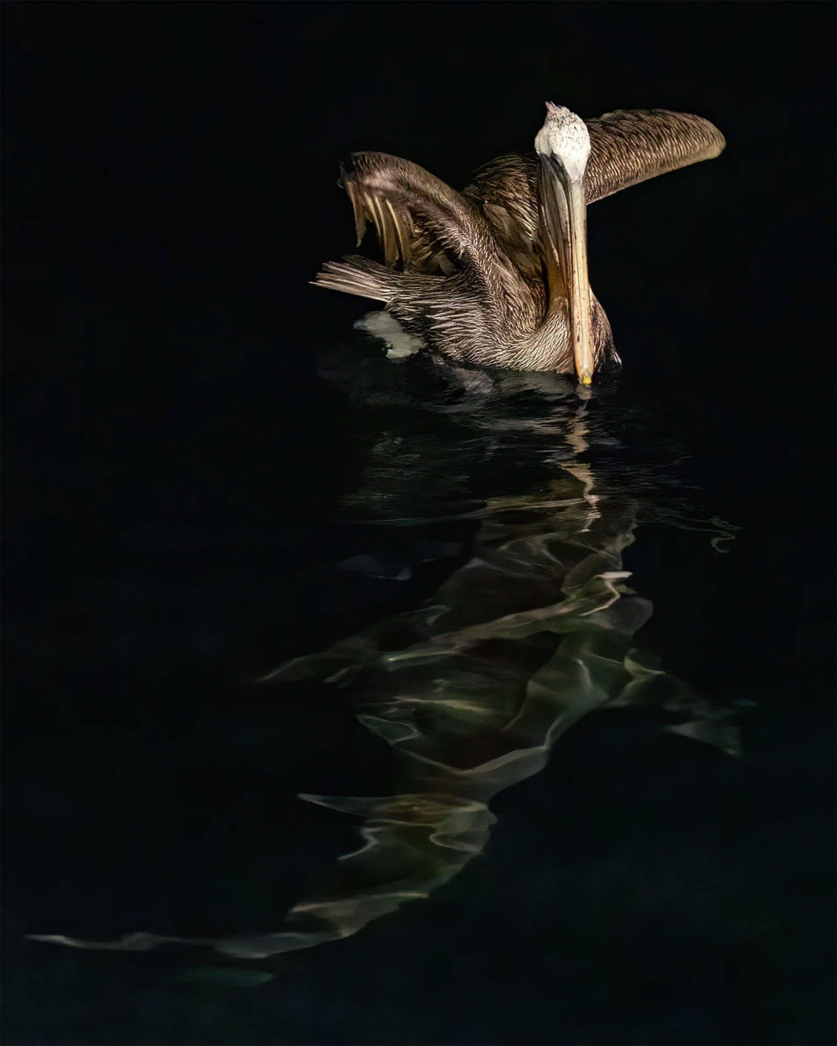 Gorgeous Bird Photos from the 2023 Audubon Awards | Daily design ...