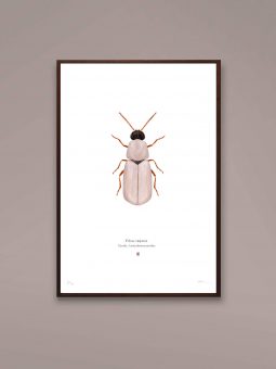 Arthropoda Iconicus: A Star Wars-Inspired Journey into the World of ...