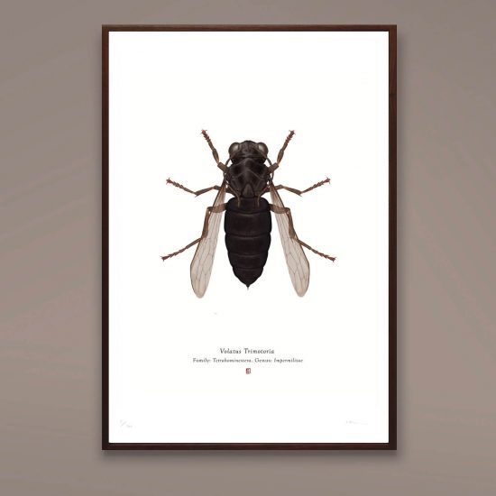 Arthropoda Iconicus: A Star Wars-Inspired Journey into the World of ...
