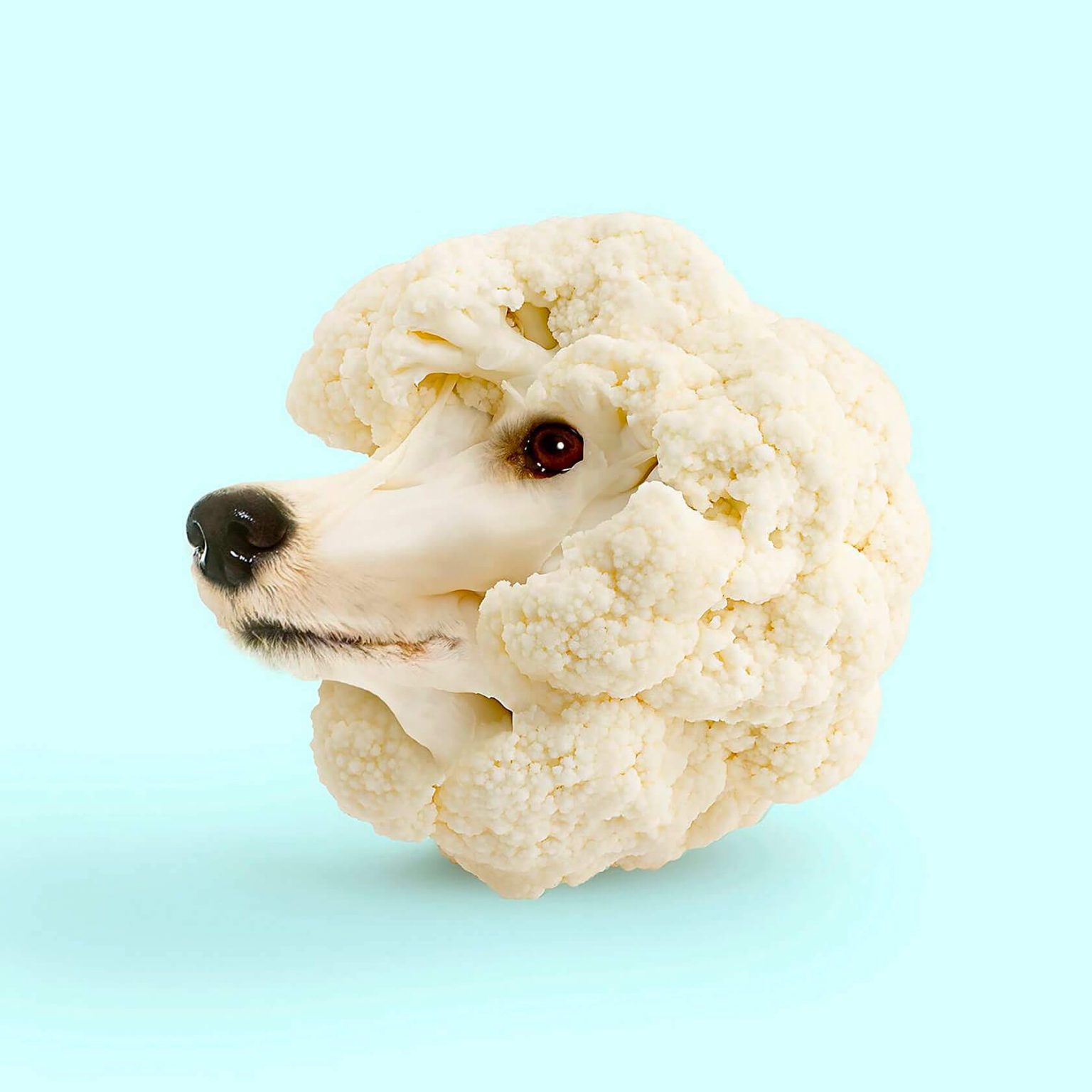 Amusing Animal Mashups by Les Créatonautes | Daily design inspiration ...