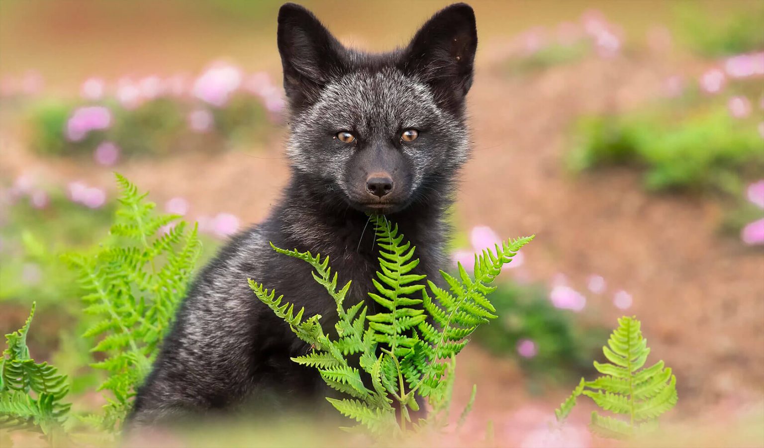 Stunning Nature Photography by Shane Kalyn | Daily design inspiration ...
