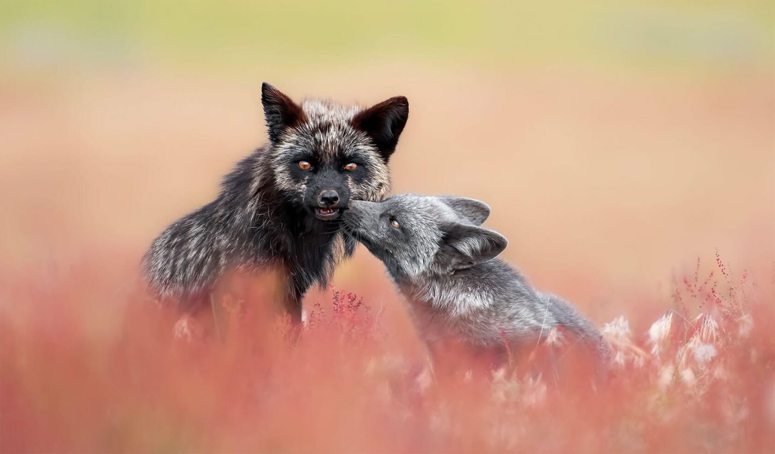 Stunning Nature Photography by Shane Kalyn | Daily design inspiration ...