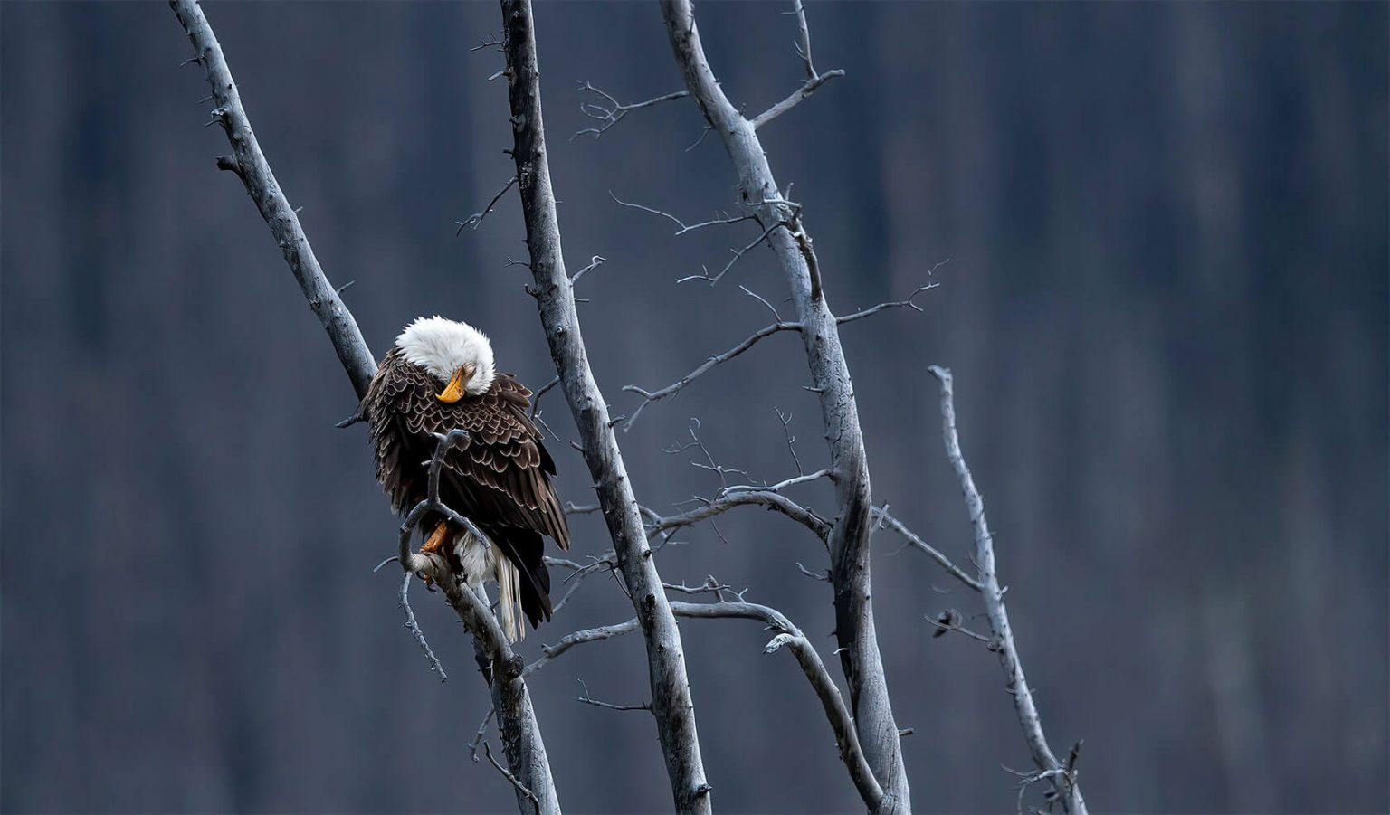 Stunning Nature Photography by Shane Kalyn | Daily design inspiration ...