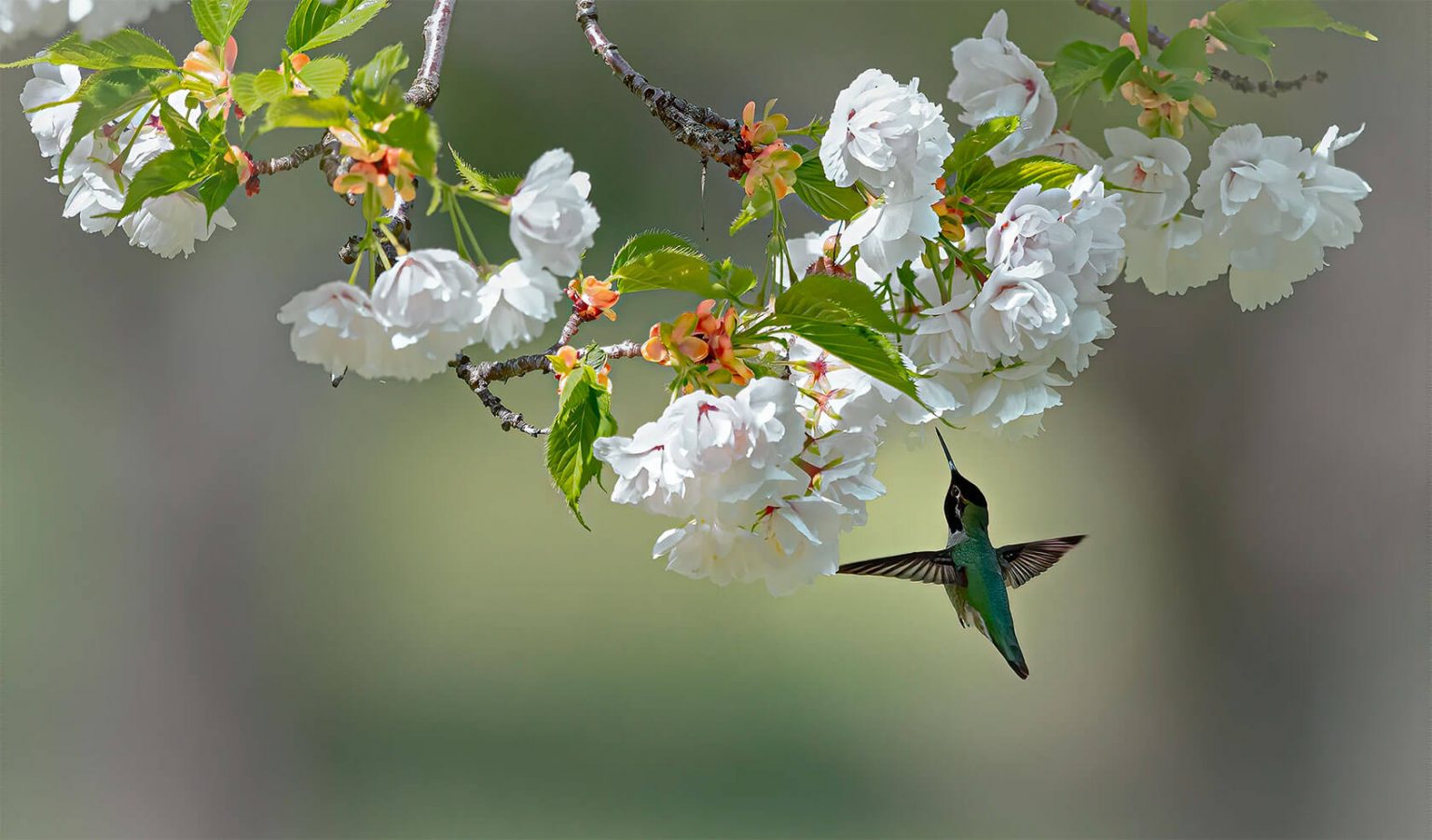 Stunning Nature Photography by Shane Kalyn | Daily design inspiration ...